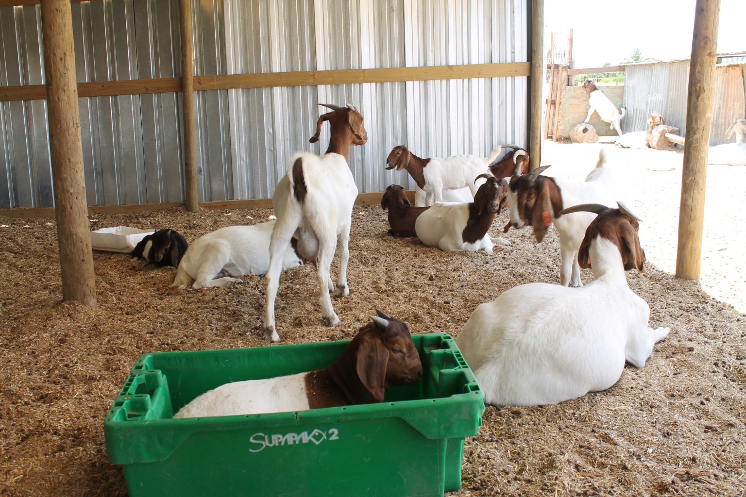 Mila Tiya Project Builds a Sustainable Future Through Goat Farming ...